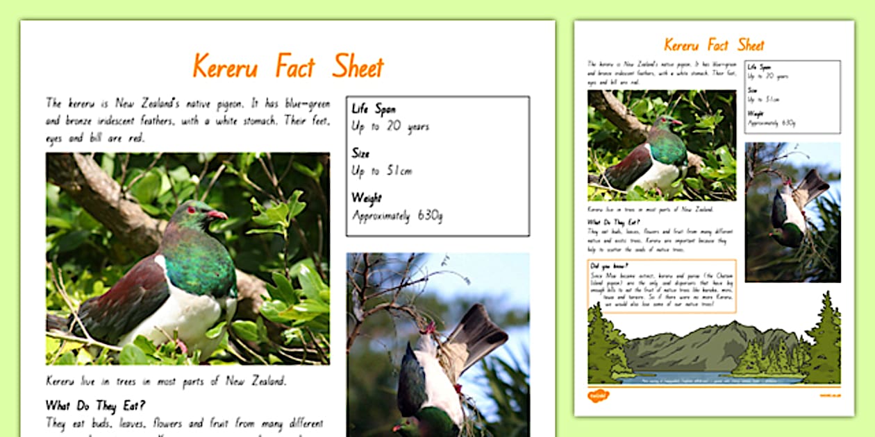 New Zealand Native Birds Keruru Fact Sheet (teacher made)
