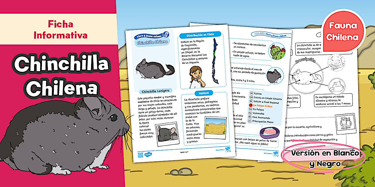 Ficha Informativa | Fauna Chilena | Chinchilla | Endémica