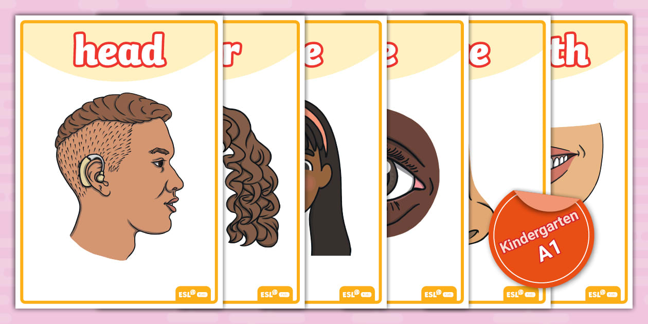 ESL Parts of the Body Posters for Kindergarten - Twinkl