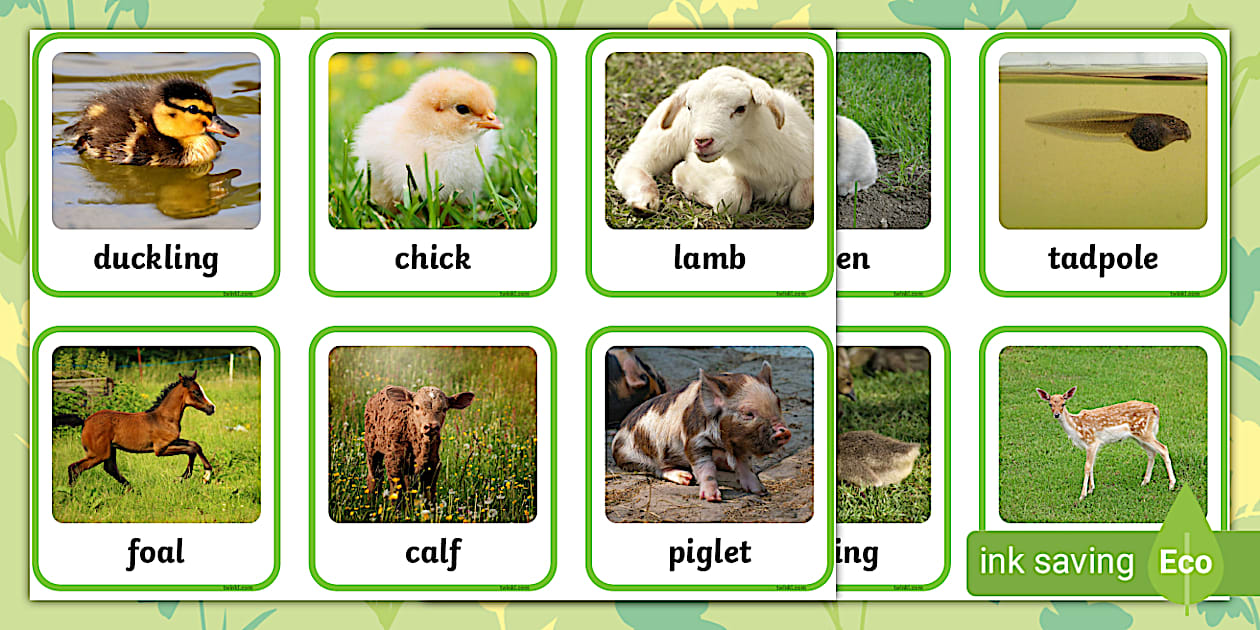 Spring Animal Matching Cards - Seasons - KS1 - Twinkl