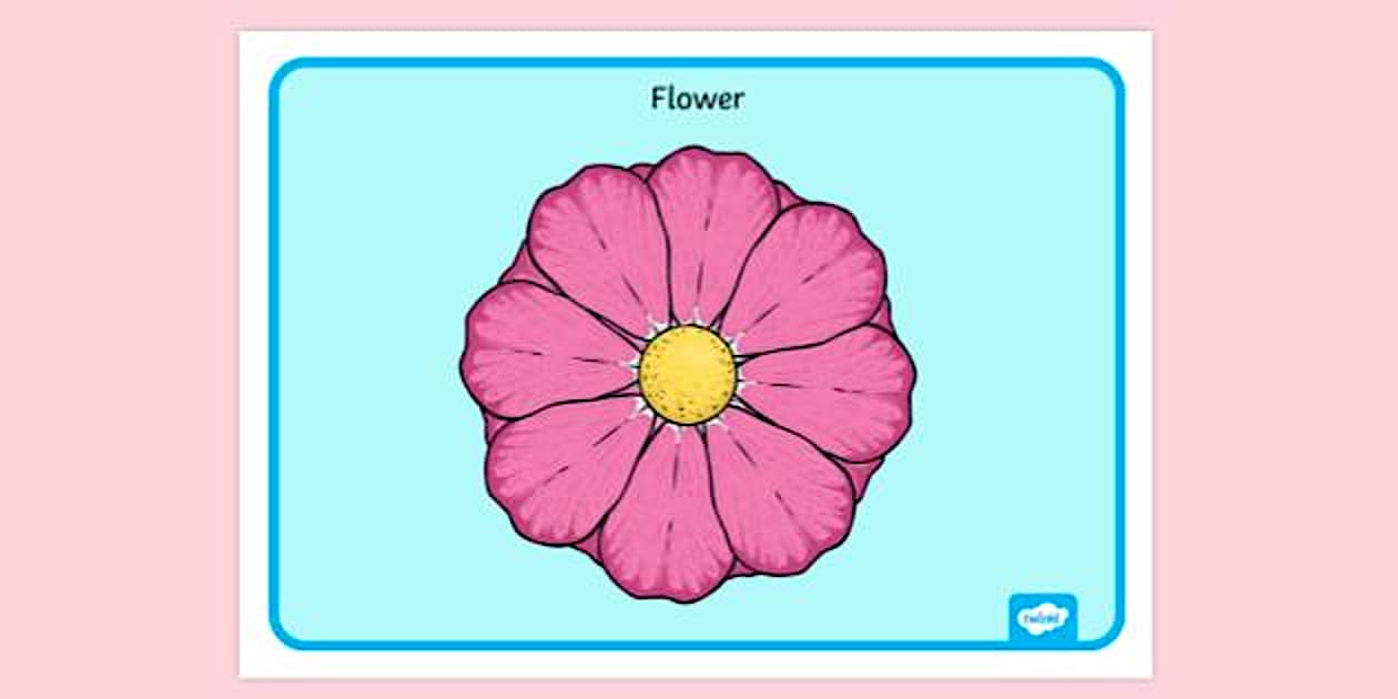 Basic Flower Display Poster | Primary Resources - Twinkl