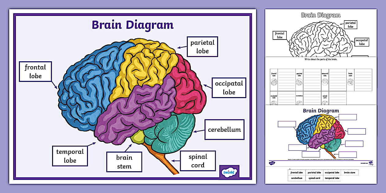 Diagram of the Brain Activity Pack (teacher made) - Twinkl