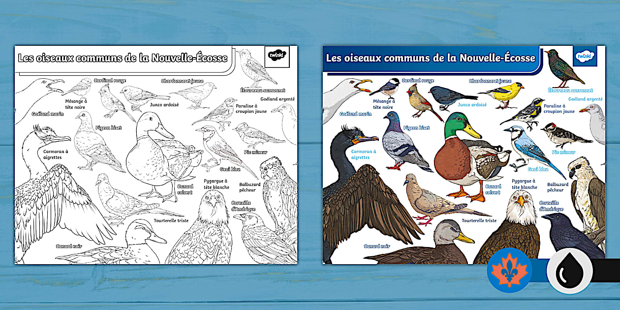 Common Birds of Nova Scotia French (Teacher-Made) - Twinkl