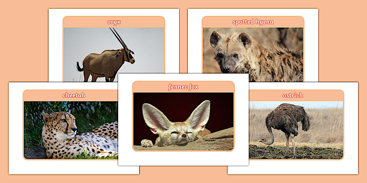Sahara Animals Photo Pack (teacher made) - Twinkl