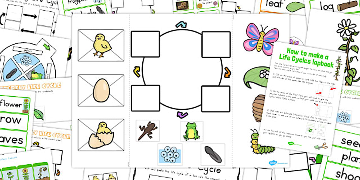 Life Cycles Lapbook Creation Pack (teacher made) - Twinkl