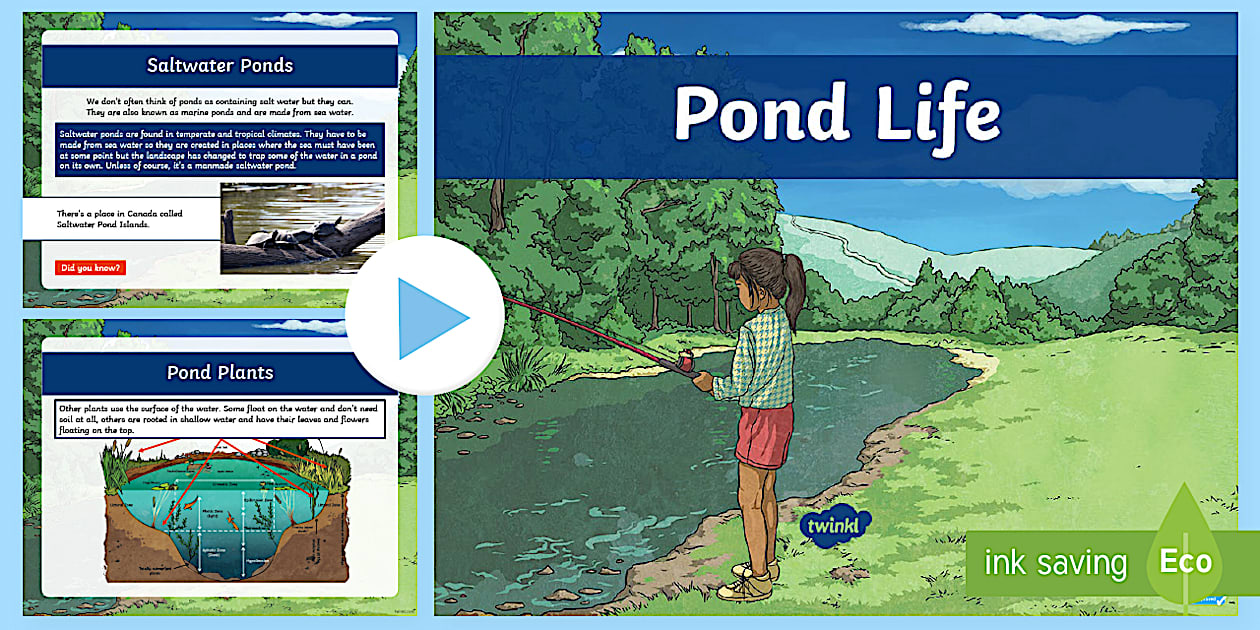 KS2 What Is a Pond? Information PowerPoint (teacher made)