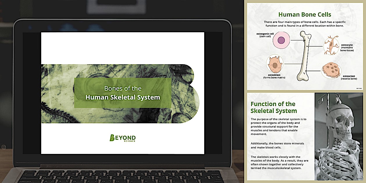 Bones of the Human Skeletal System Presentation - Twinkl