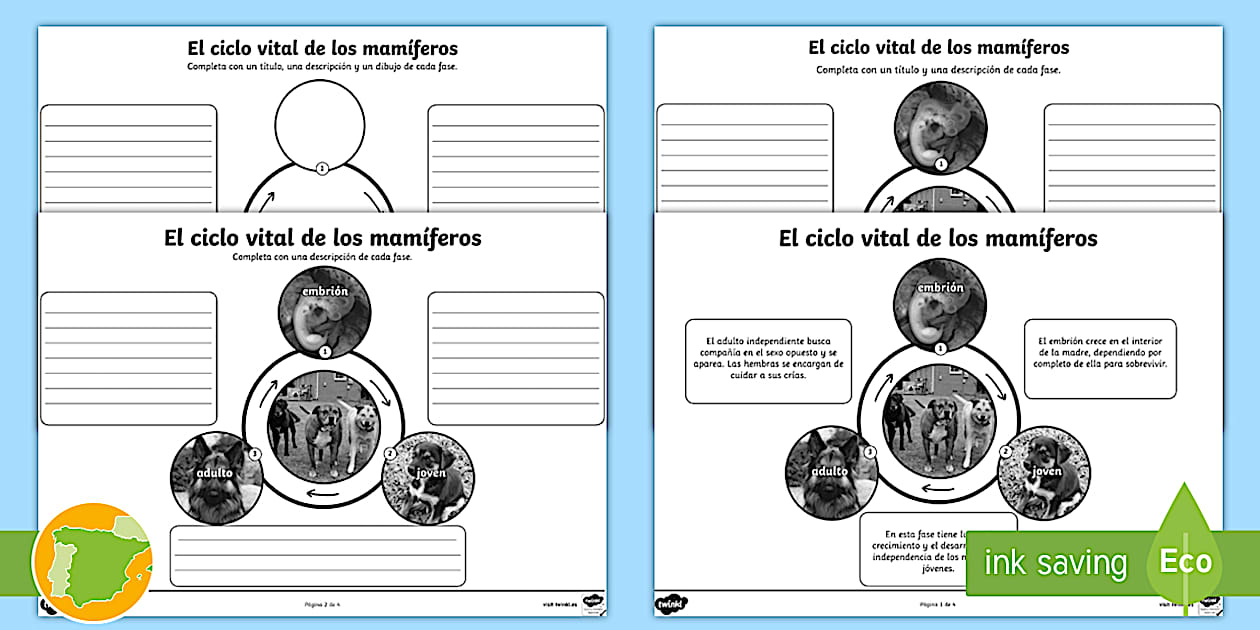 Ficha de actividad: El ciclo vital de los mamíferos