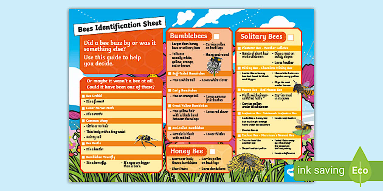 Bee Identification Chart - CfE Learning Resources - Twinkl