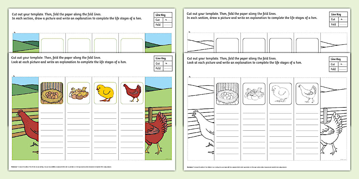 Hen Folding Life Stages Template (teacher made) - Twinkl