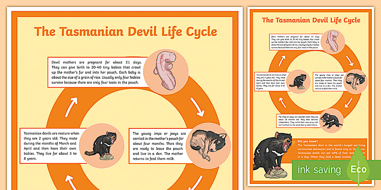Tasmanian Devil Poster | Life Cycle Display Poster - Twinkl