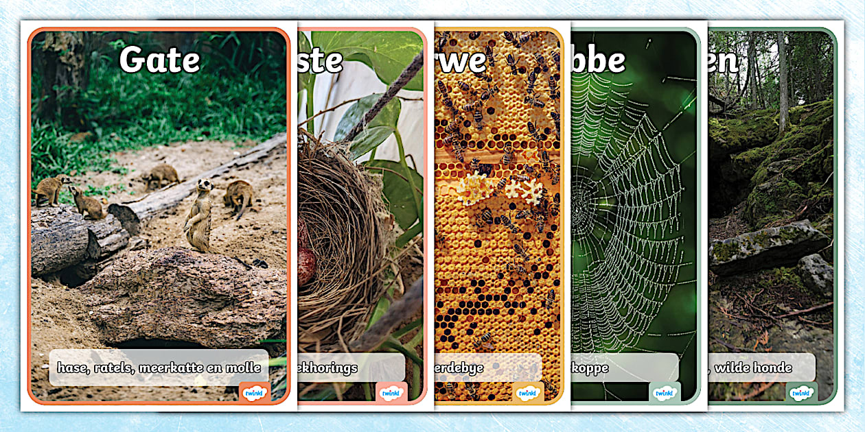 Diere Skuilings Vertoon Fotos (teacher made) - Twinkl