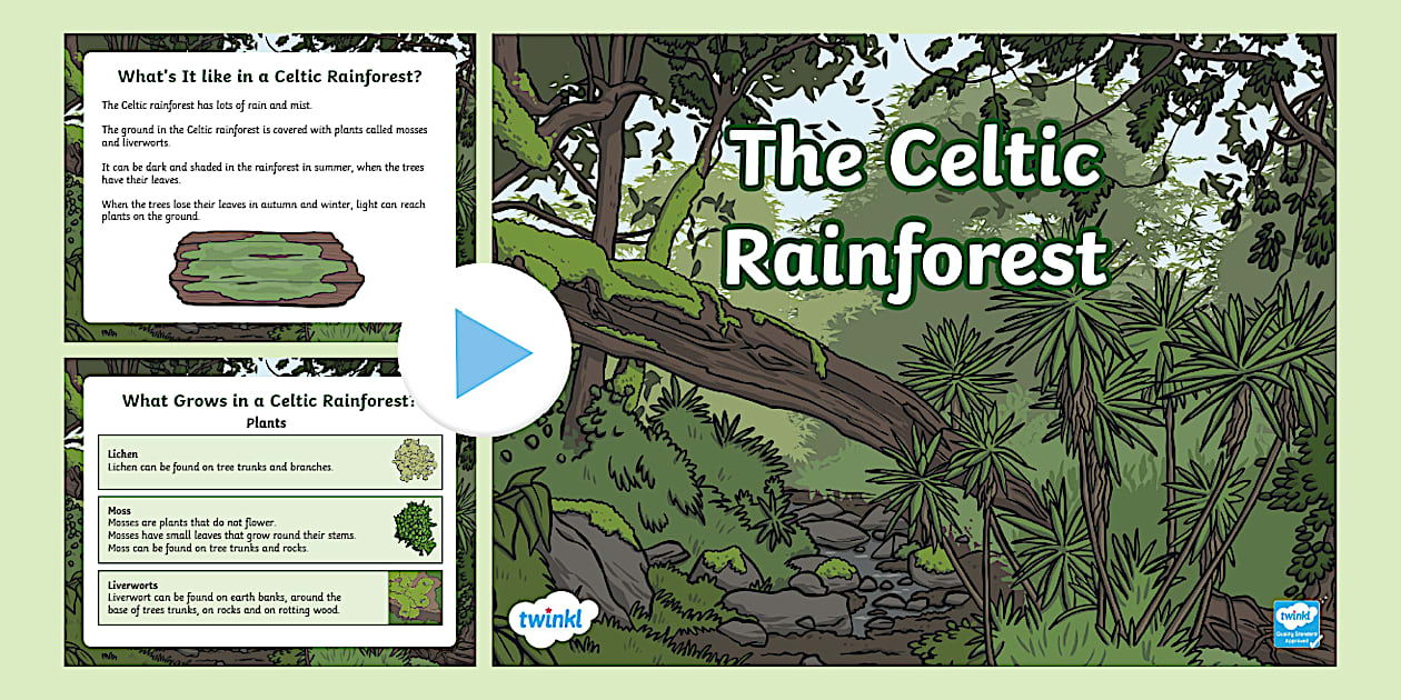 Celtic Rainforest PowerPoint - CfE - First Level - Twinkl