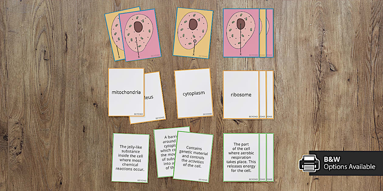 Animal Cell Matching Activity - Biology Flashcards - Twinkl