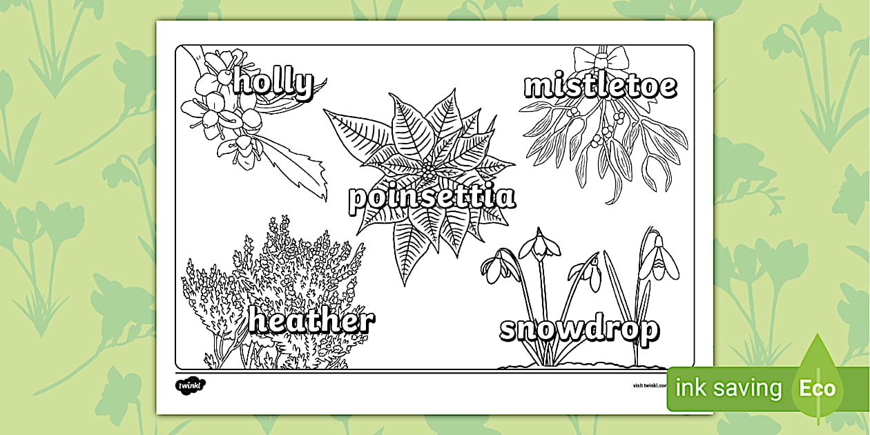 Winter Plants Colouring Sheet (professor feito) - Twinkl