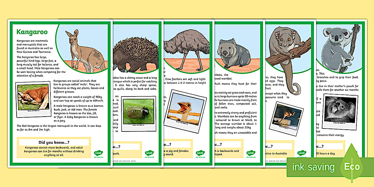 Australian Animals Fact File Display Posters (teacher made)