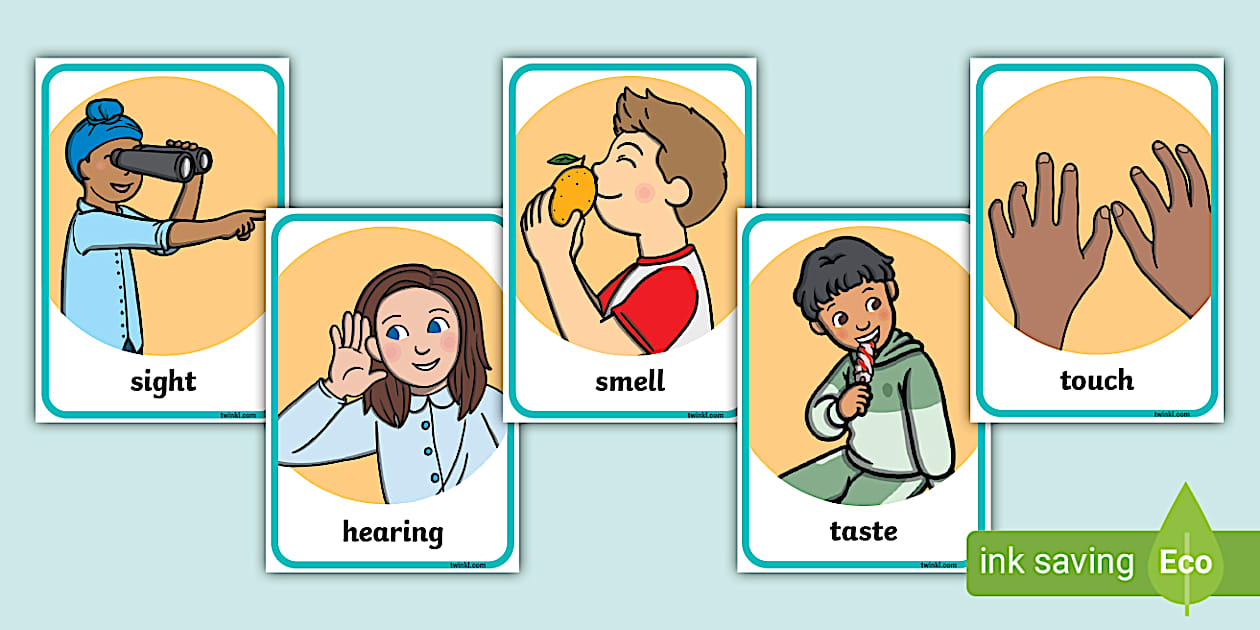 The Five Senses Flashcards (phát triển bởi giáo viên)