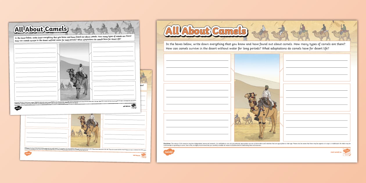 All About Camels Mind Map (teacher made) - Twinkl