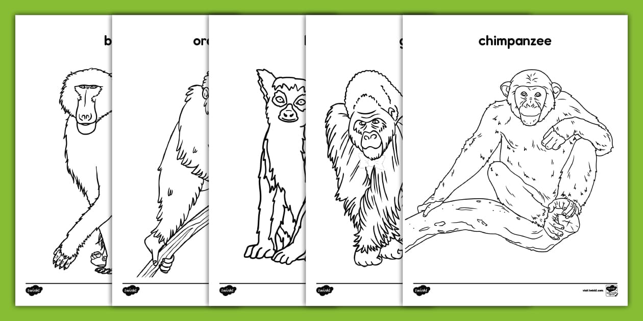 Primates Coloring Pages (teacher made) - Twinkl