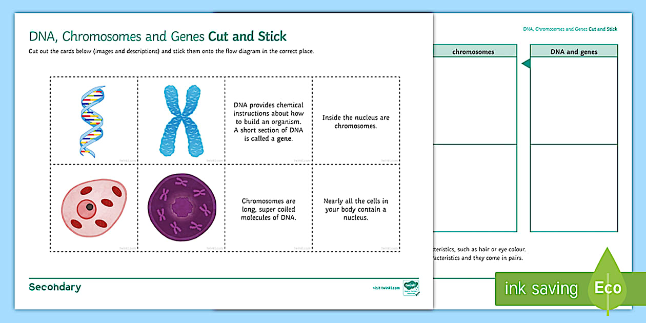 DNA, Chromosomes and Genes Cut and Stick Worksheet - Beyond