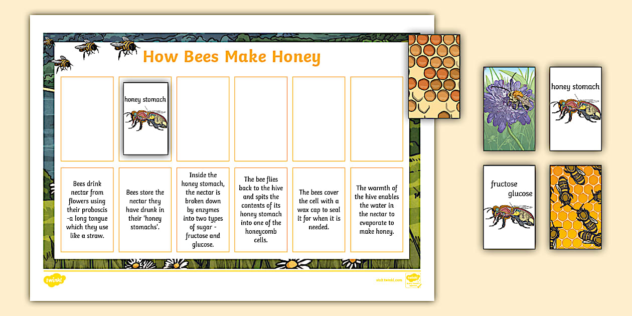 How Bees Make Honey (teacher made) - Twinkl