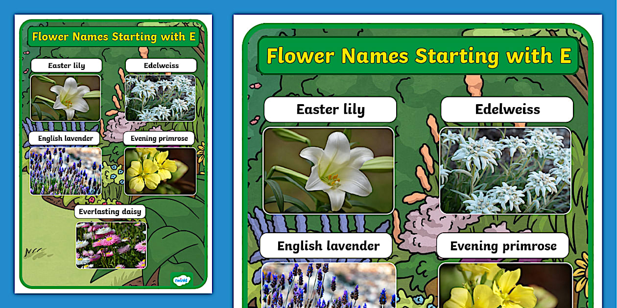 Flower Names Starting with E Display Poster (Lehrer gemacht)