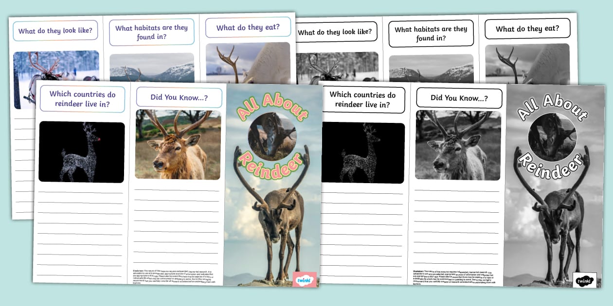 All About Reindeer KS1 Leaflet Template - Twinkl