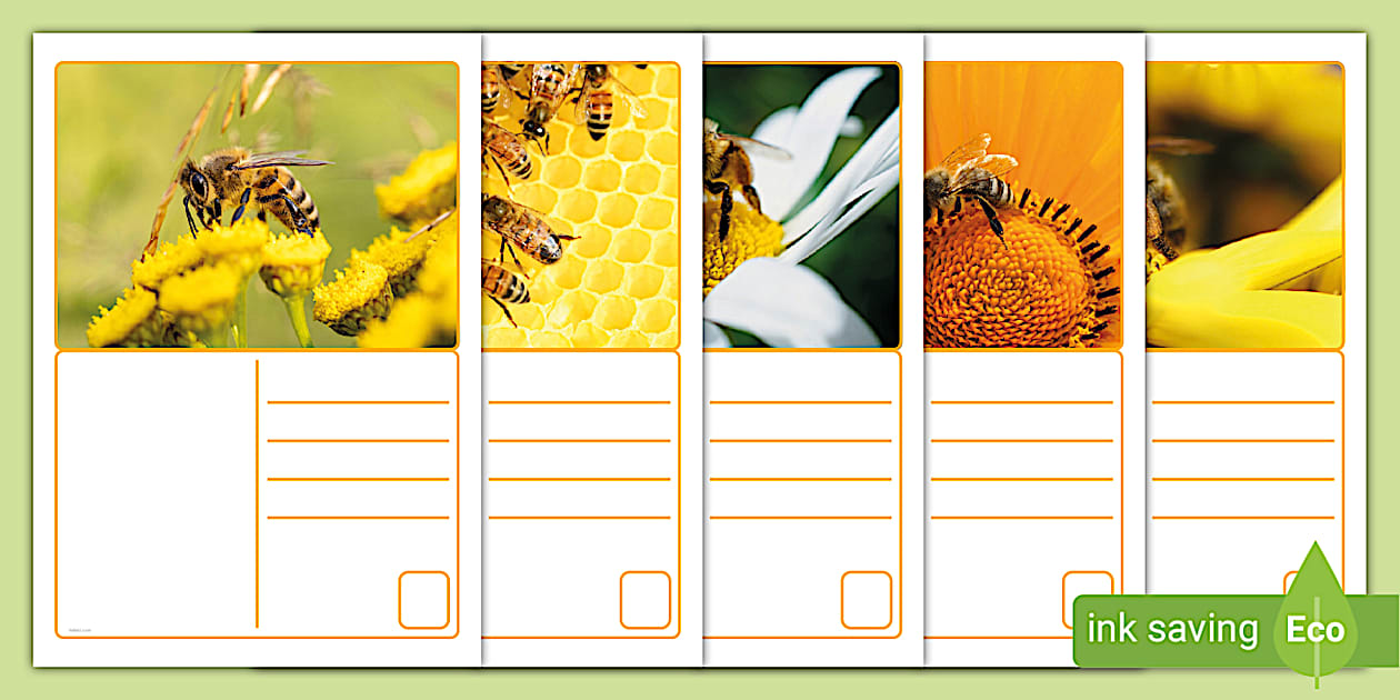 Bee Postcards (teacher made) - Twinkl