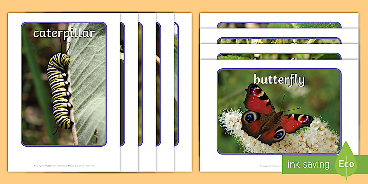 Editable Life Cycle of a Butterfly Display Photos - Twinkl