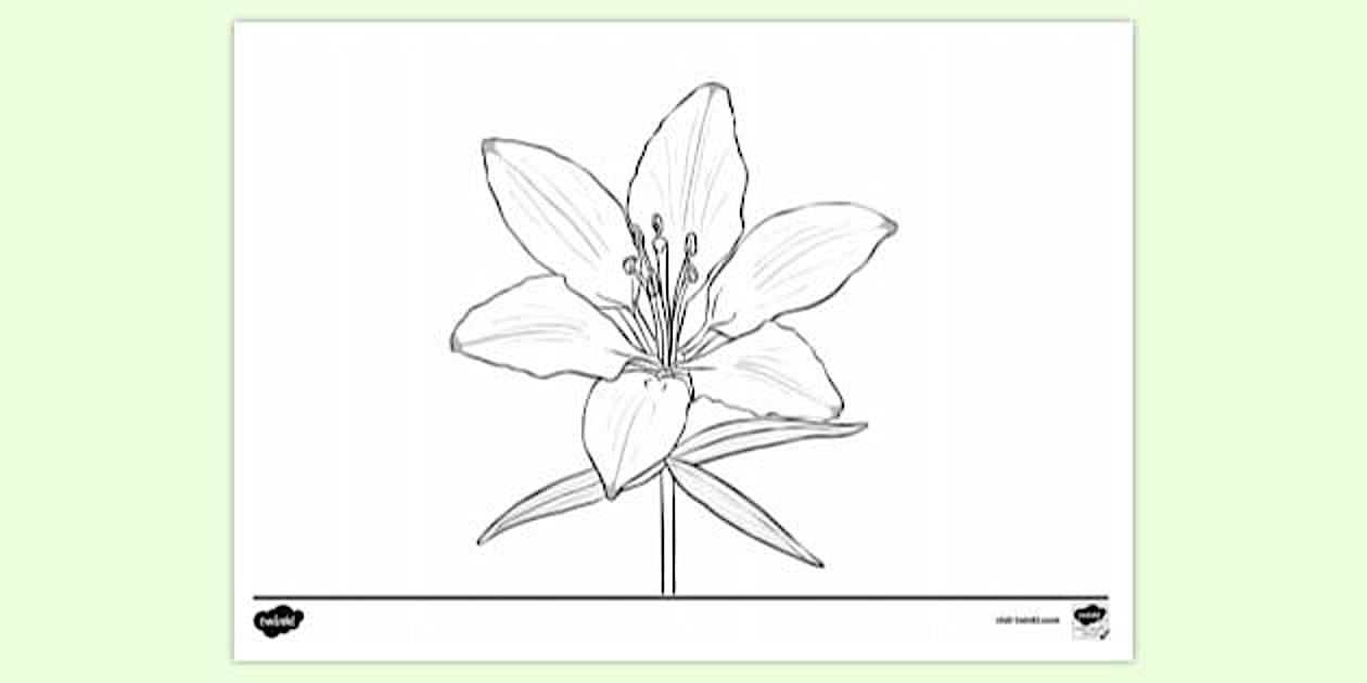 Lily Flower Colouring | Colouring Sheets (Teacher-Made)
