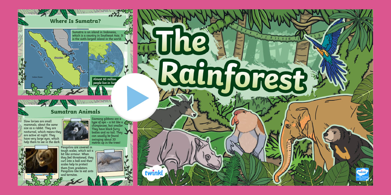 KS1 Rainforest Information PowerPoint (Teacher-Made)