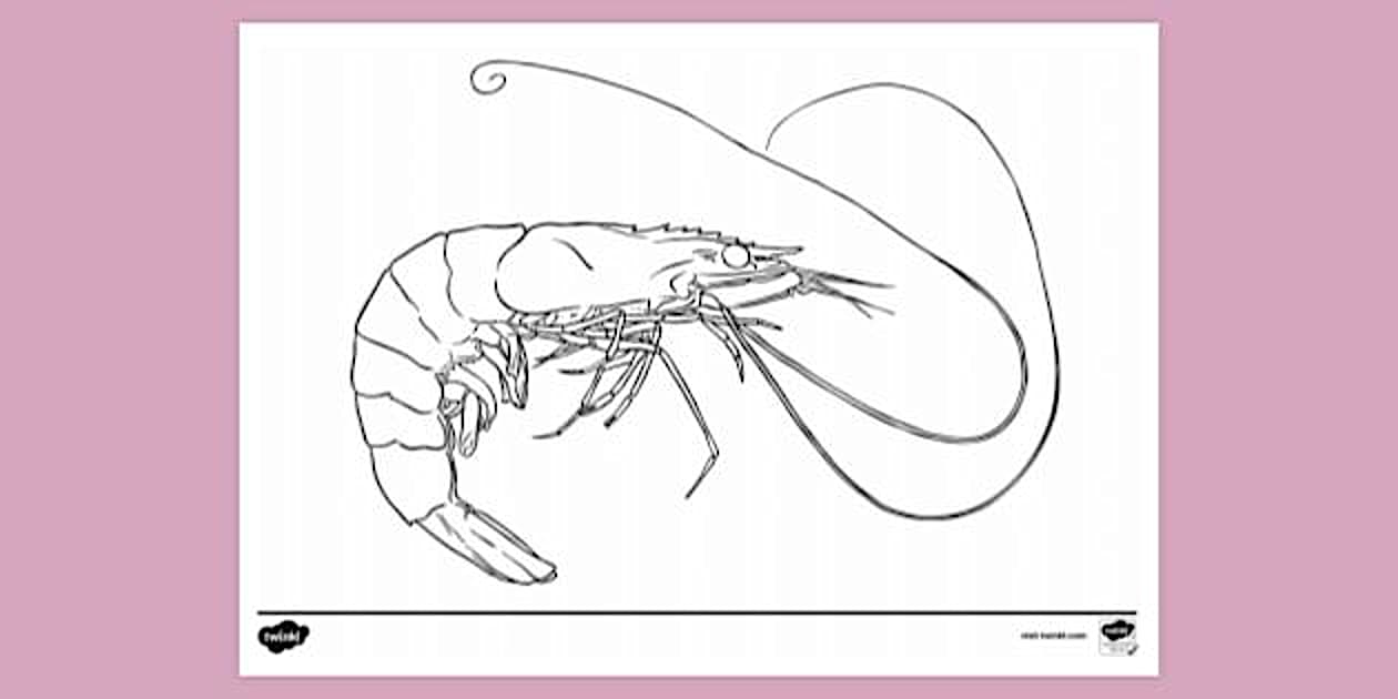 Prawn / Shrimp Colouring Sheet | Sea Colouring Pages | KS1
