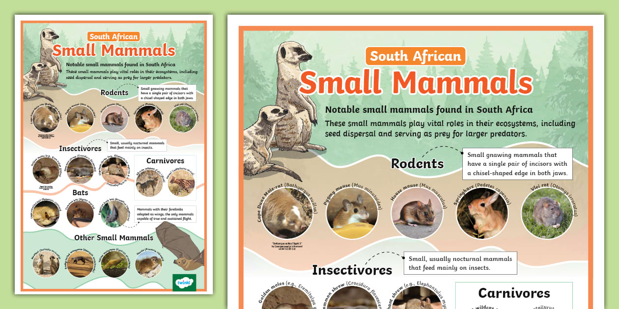 South African Small Mammals Poster | Twinkl ZA - Twinkl