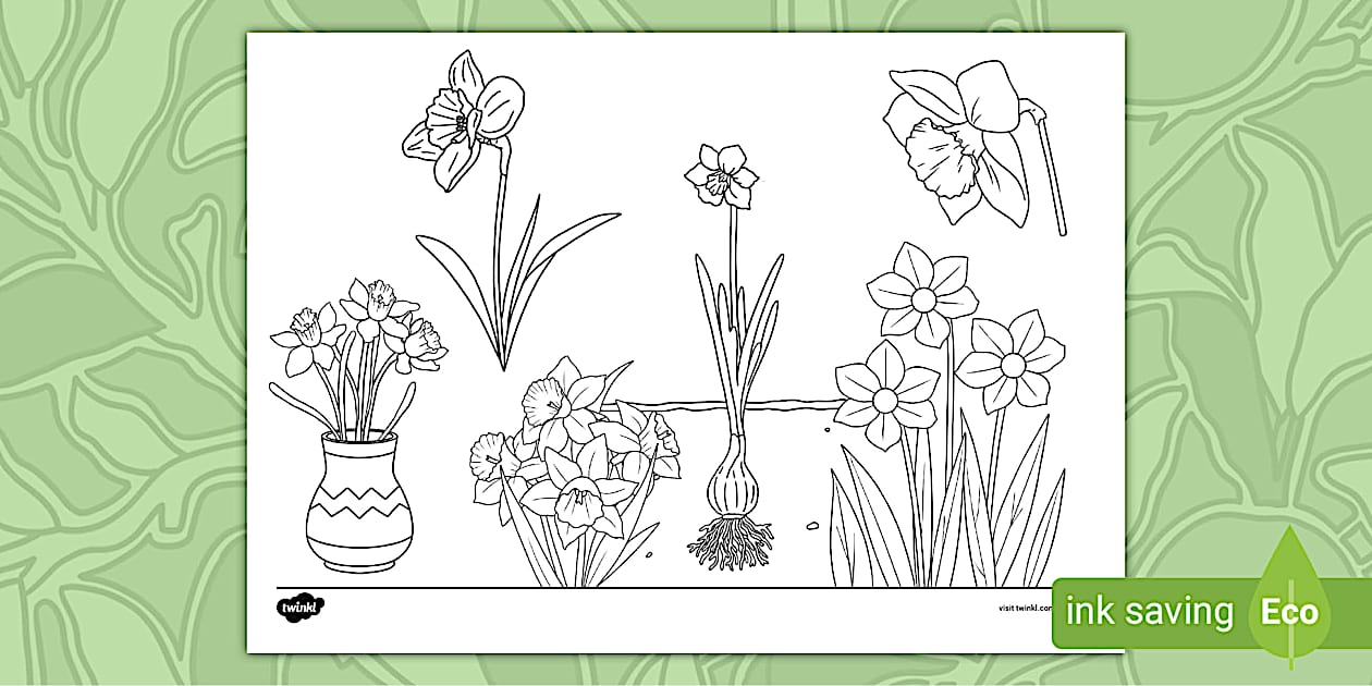 Daffodil Doodle Colouring Page (teacher made) - Twinkl