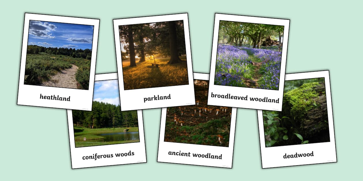Woodland Habitats Instant Photo Style Display Images