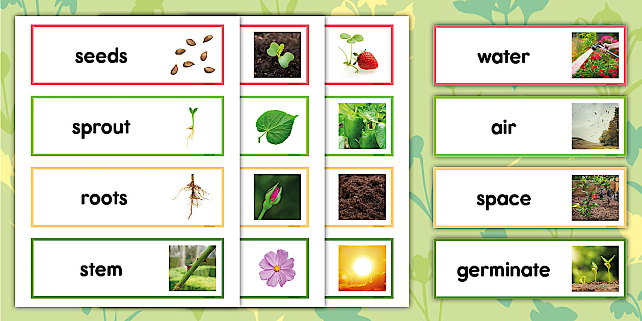 All About Plants Photo Word Cards (teacher made) - Twinkl