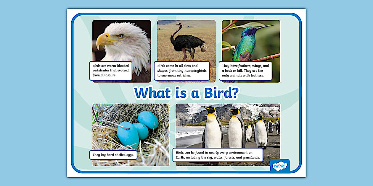 What is a Bird? Display Poster (creat de profesori) - Twinkl