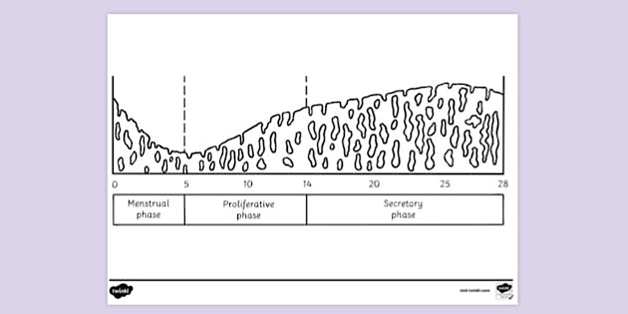Menstrual Cycle Diagram Graph Colouring | Colouring Sheets