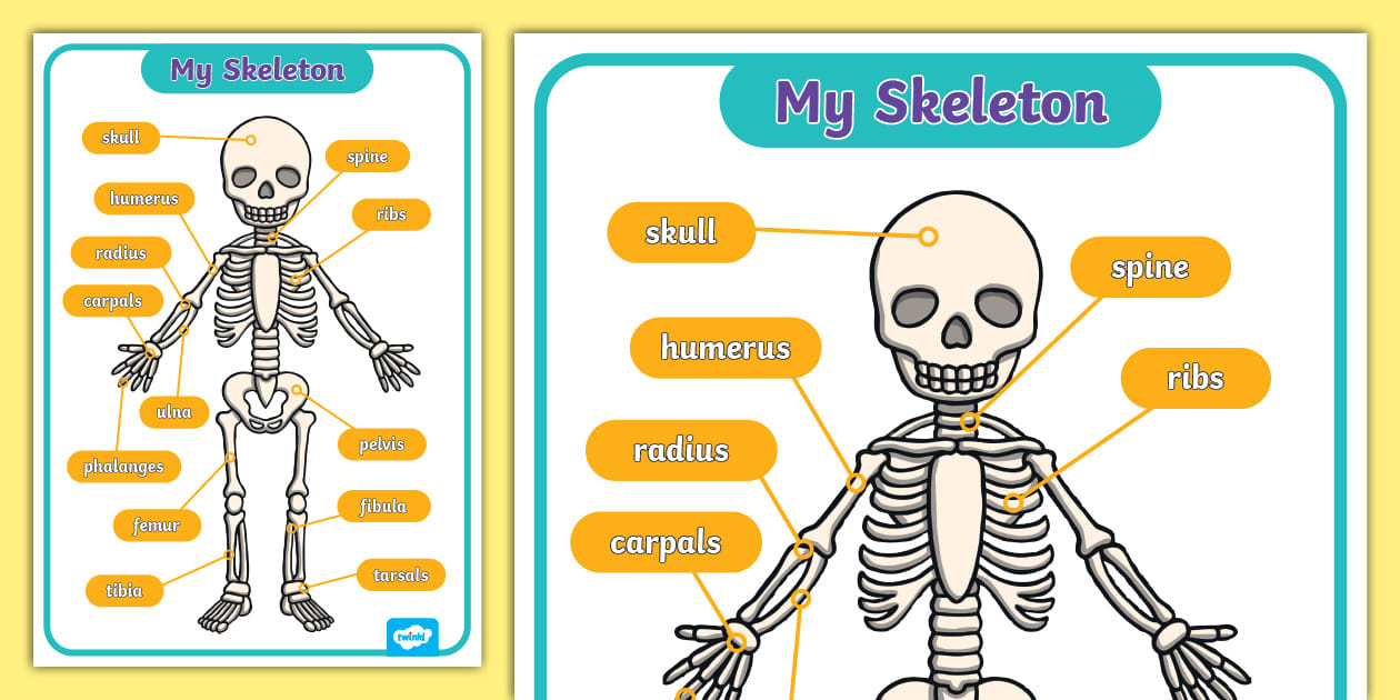 Skeleton Pictures - Twinkl South Africa (teacher made)