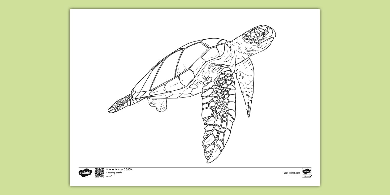 Sea Turtle Colouring | Colouring Sheets (teacher made)