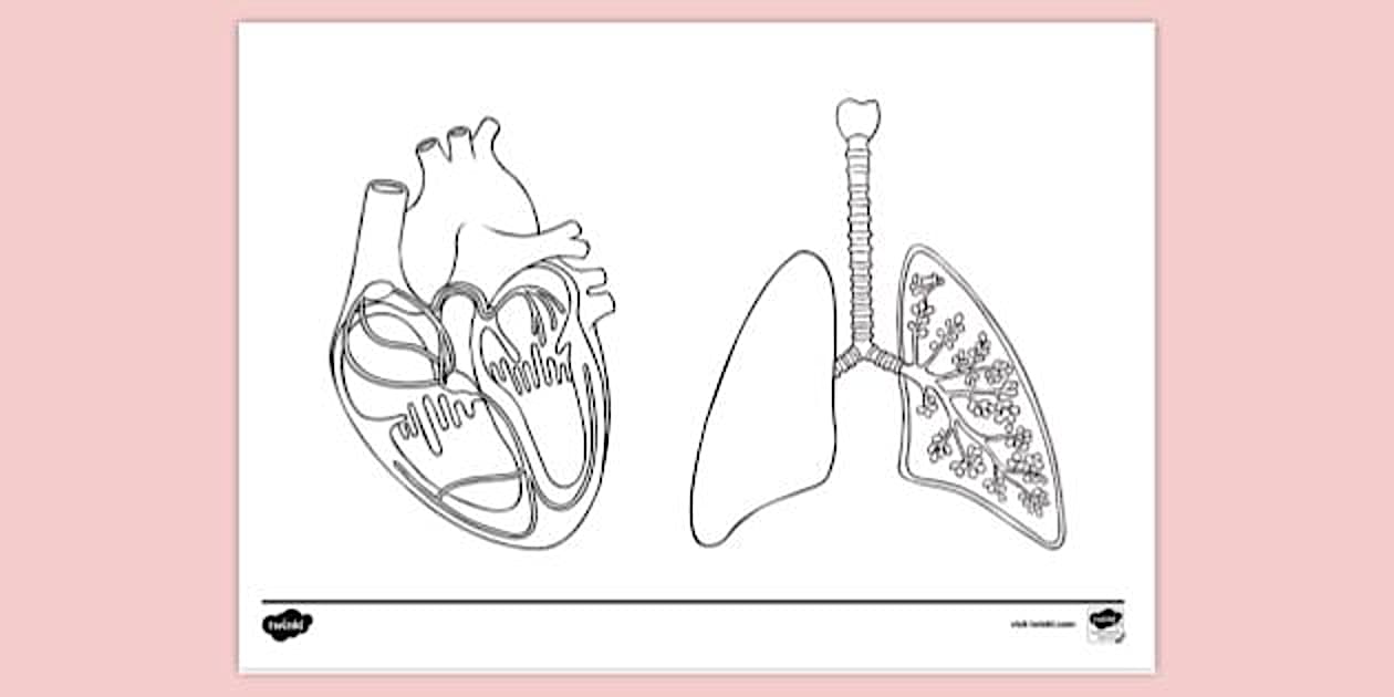 Free Anatomy Colouring Book Page - Colouring - KS1 - Twinkl