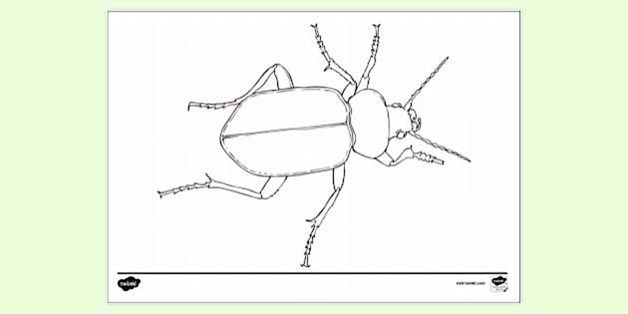 Beetle Colouring Page (teacher made) - Twinkl