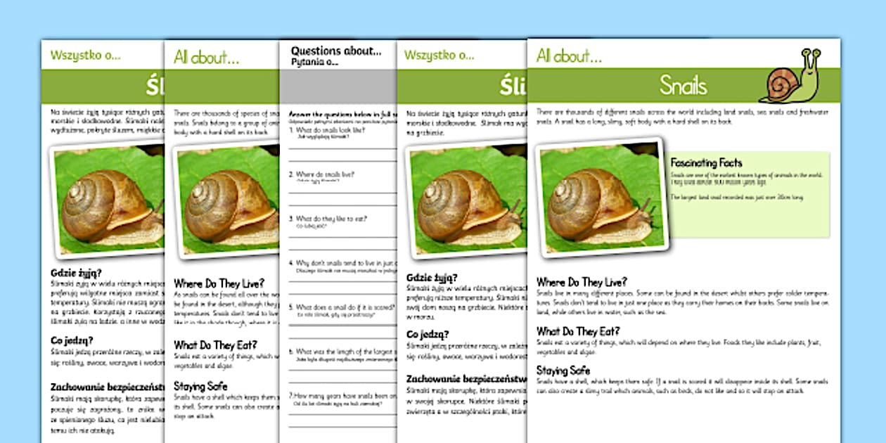 Lower Ability Snail Reading Comprehension English/Polish