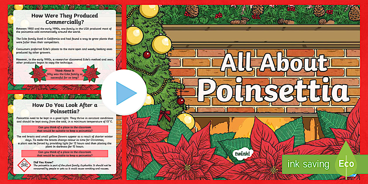 KS2 Poinsettia Information PowerPoint (teacher made)