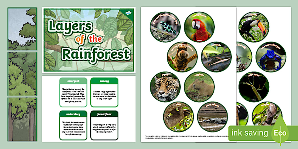 Layers of the Rainforest Display Pack - Twinkl - KS2