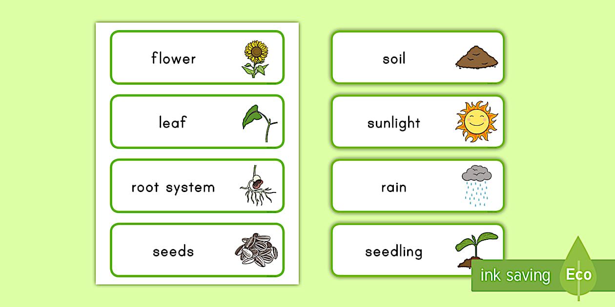 Plant Word Cards (teacher made) - Twinkl