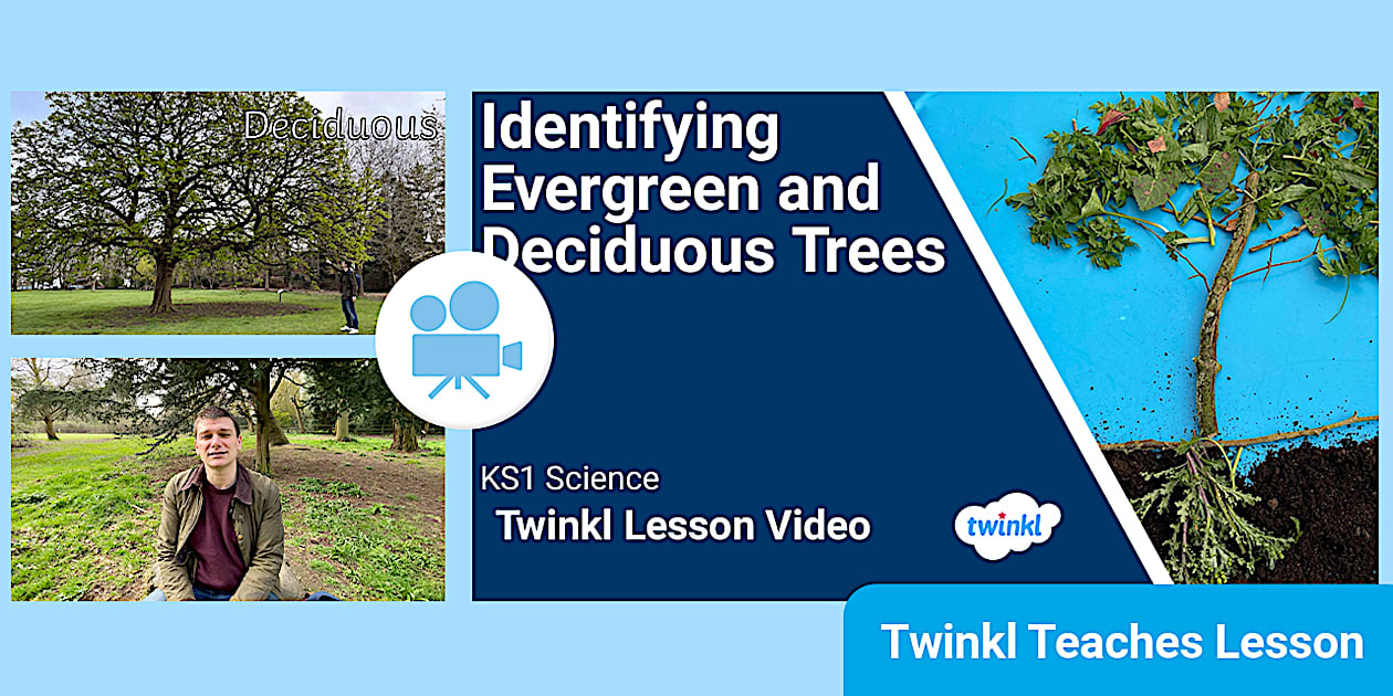 KS1 (Ages 5-7) Science: Trees Video Lesson (teacher made)