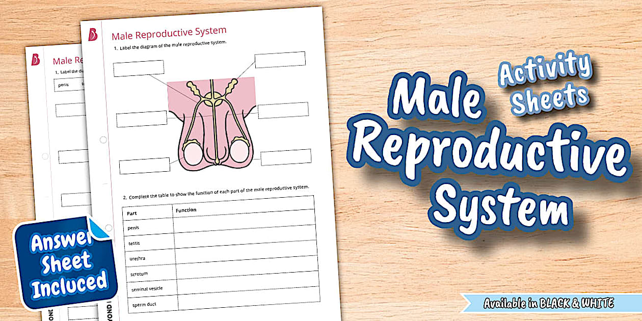 Male Reproductive System Activity Sheet