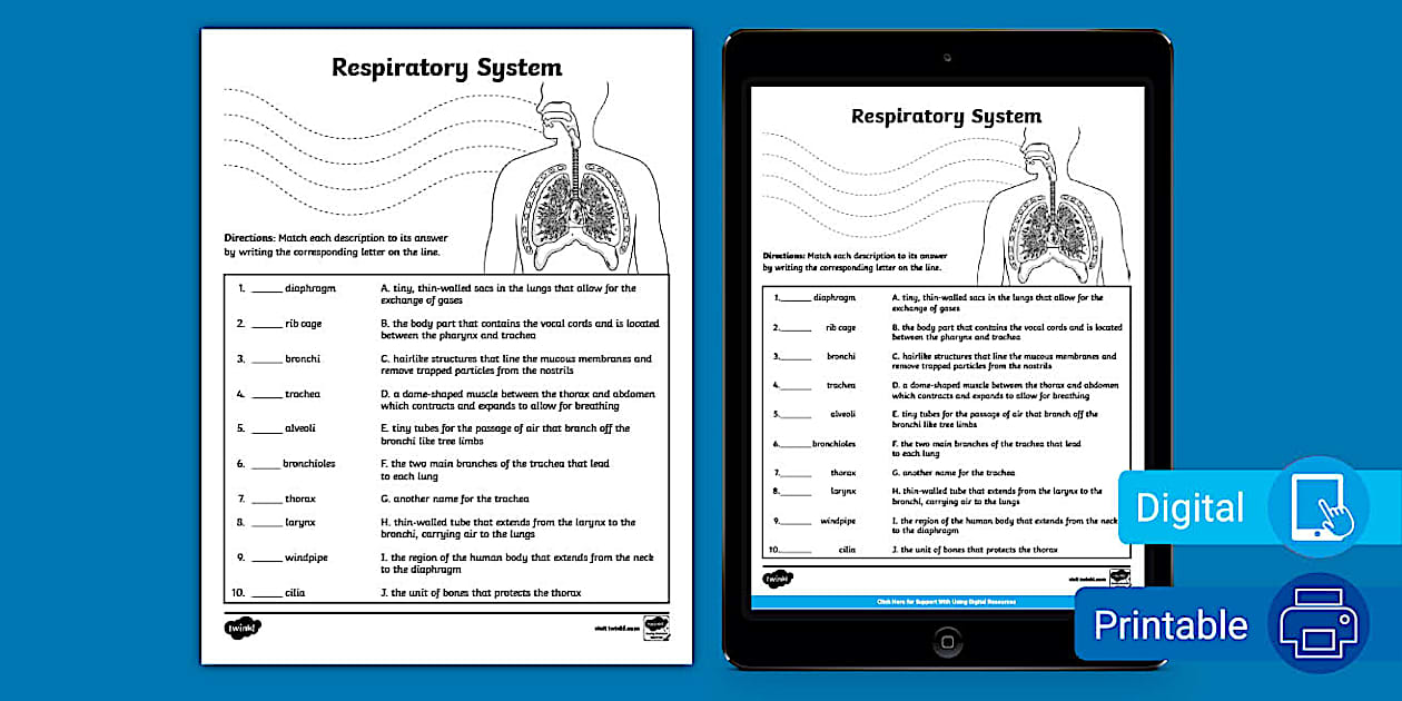 Respiratory System Worksheet | Resource | Twinkl USA