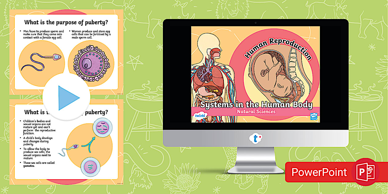Human Reproduction System and Puberty PowerPoint - Twinkl